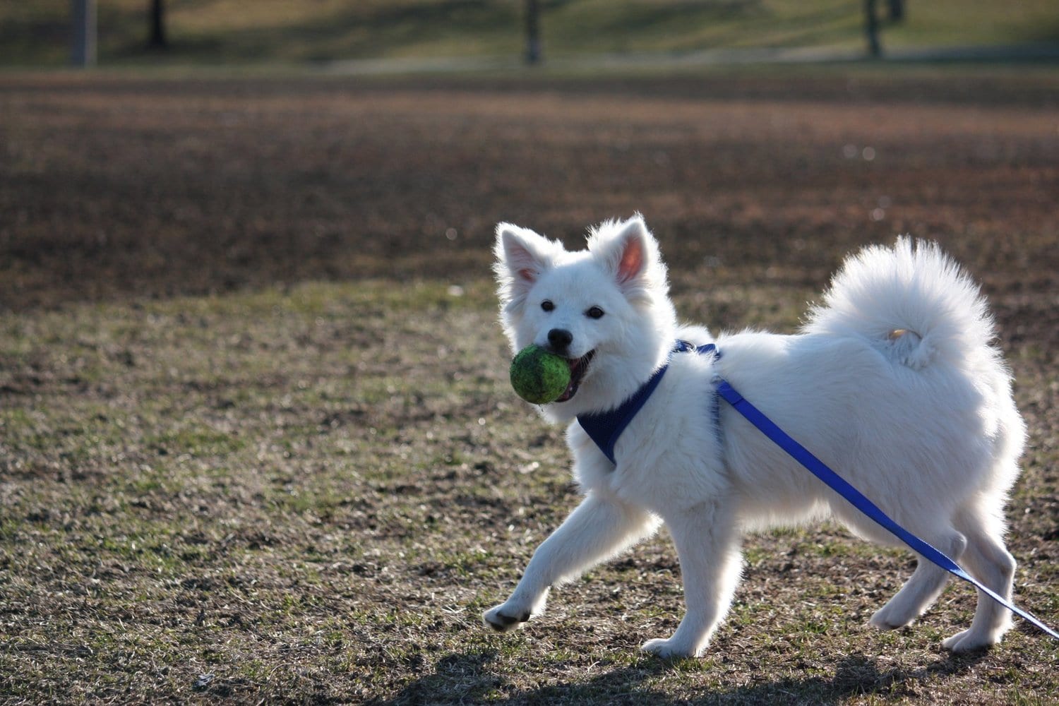 March Dog of the Month: Mika - Urban Tailz