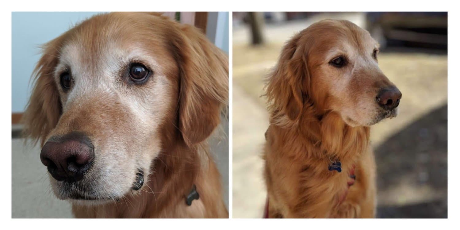 August Pet of the Month: Sandy Paws - Urban Tailz