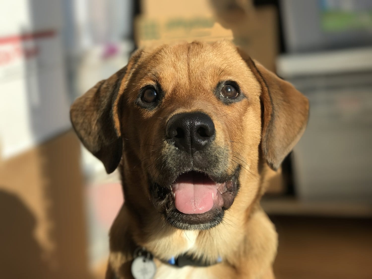 October Pet of the Month: Tycho - Urban Tailz