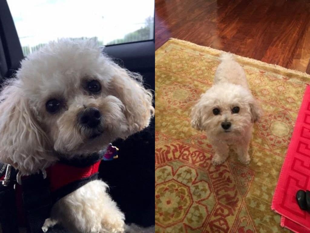 Urban Tailz November Pet of the Month: Louie