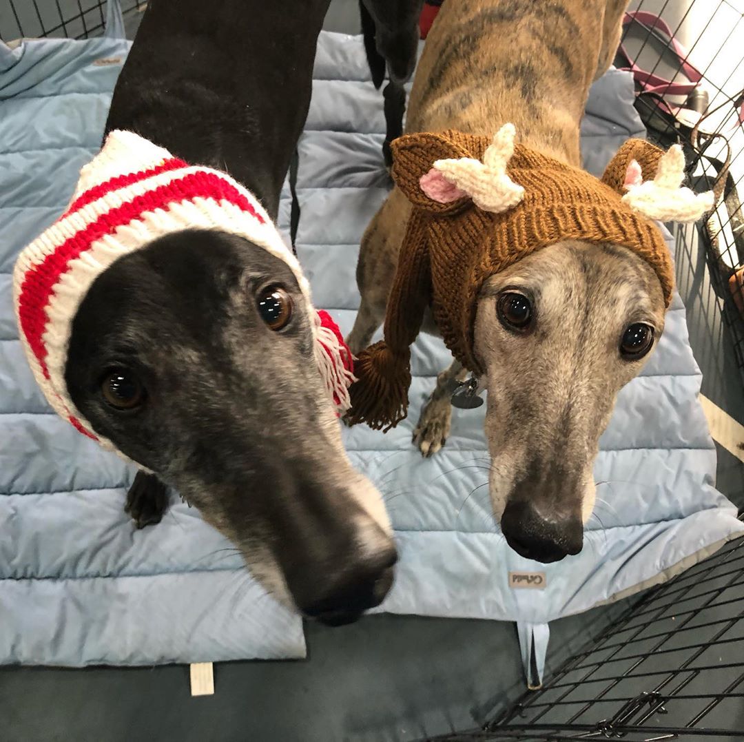 August Pets of the Month: Darth and Cry - Urban Tailz