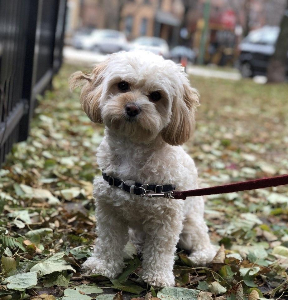 October Pet of the Month: Zoey - Urban Tailz