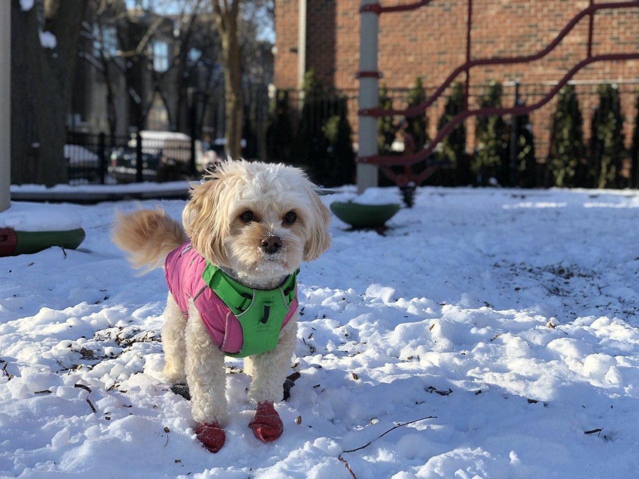 October Pet of the Month: Zoey - Urban Tailz