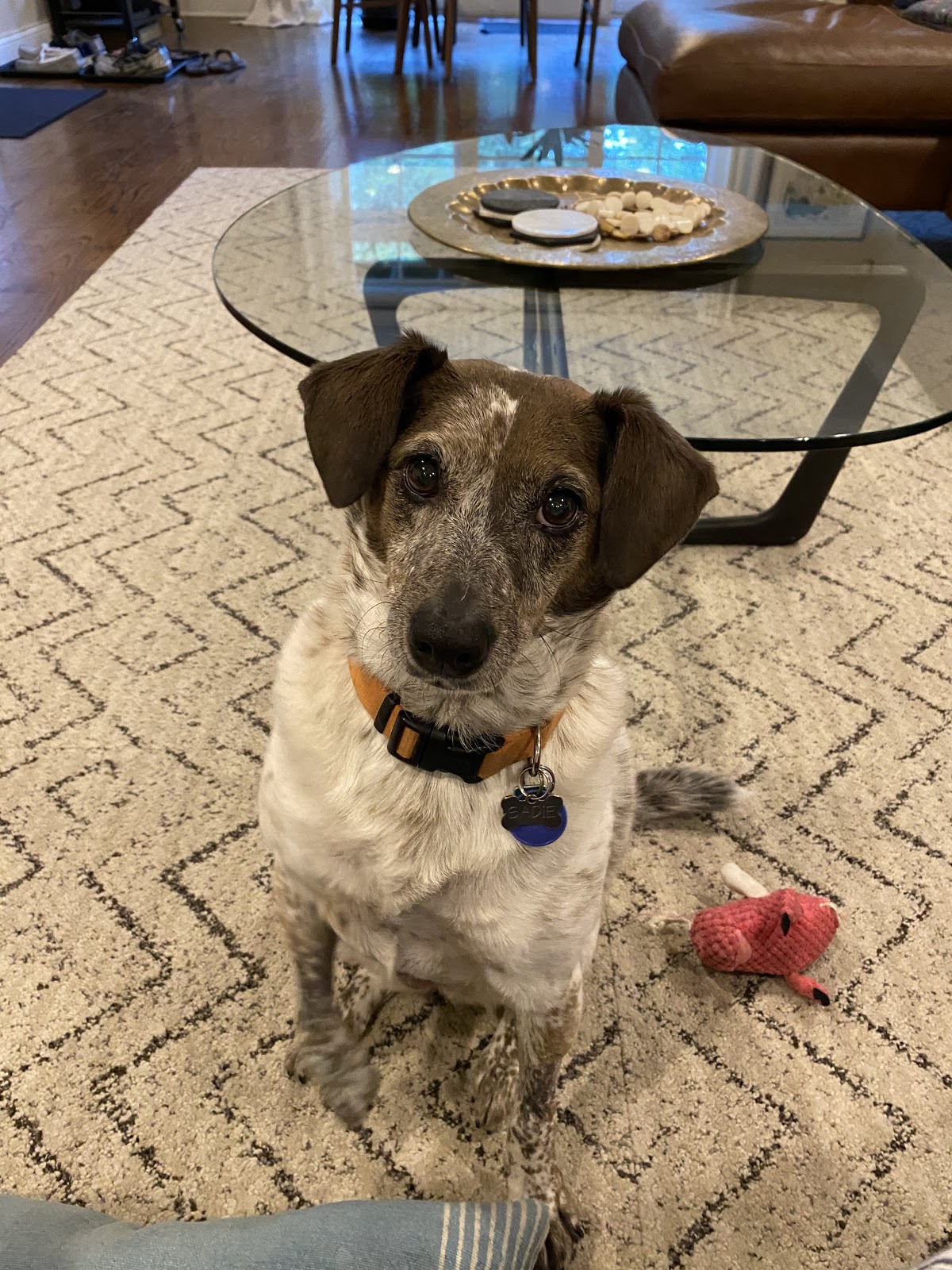 November Pet of the Month: Sadie - Urban Tailz: Chicago's Dog Walkers