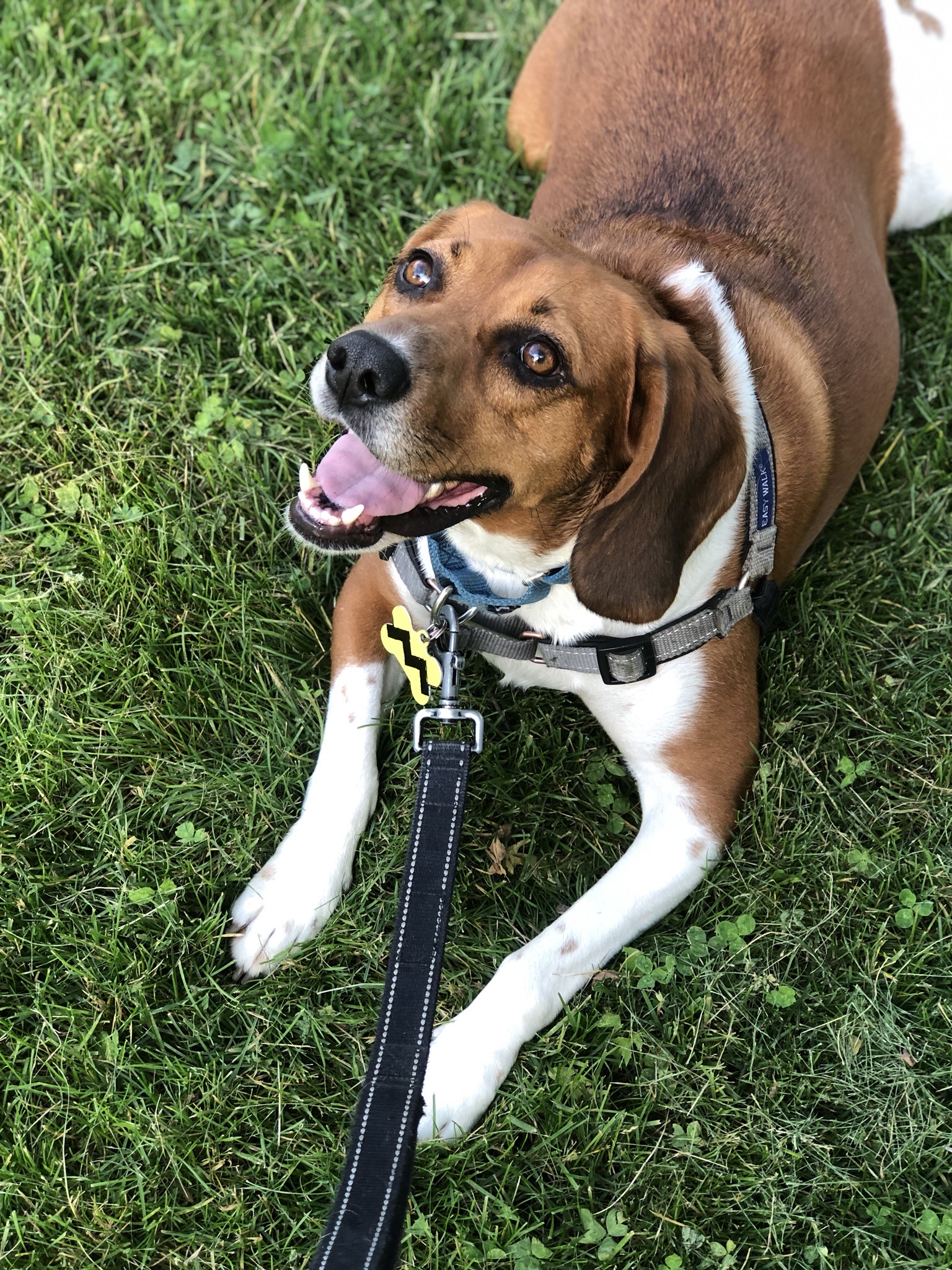 January Pet of the Month: Harris - Urban Tailz