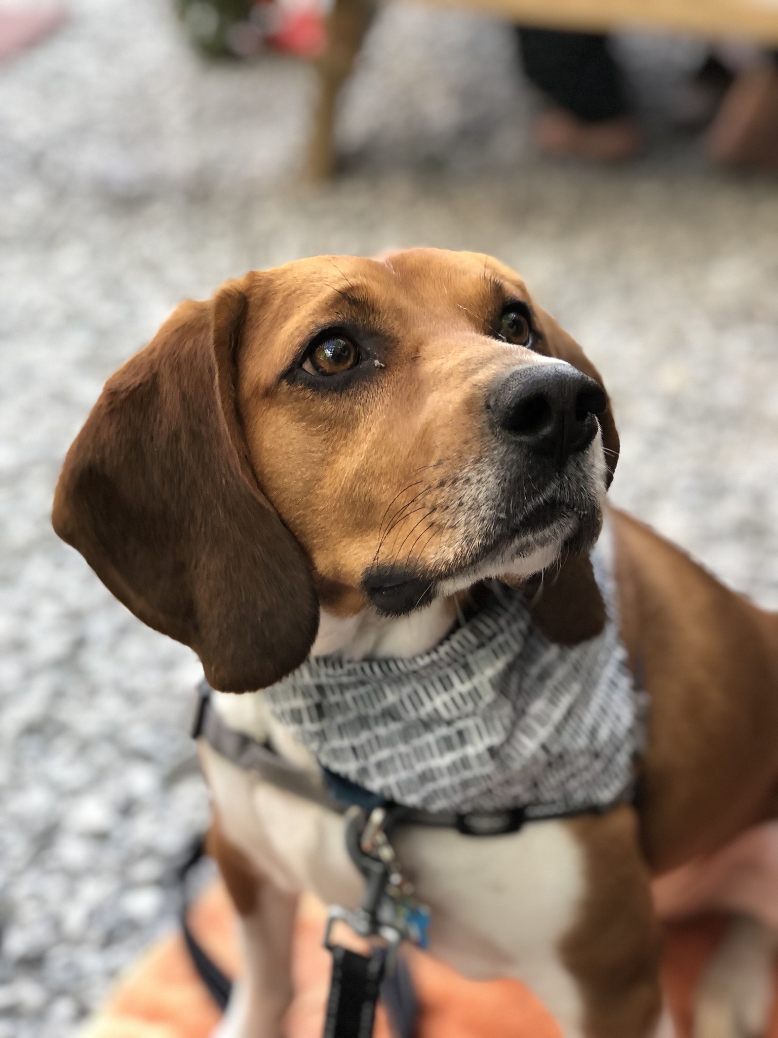 January Pet of the Month: Harris - Urban Tailz