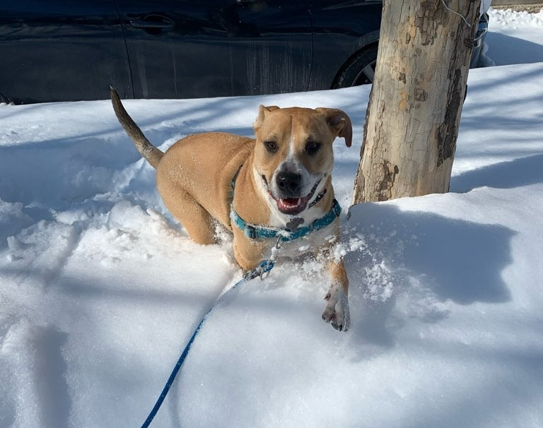 March Pet of the Month: Freddie - Urban Tailz