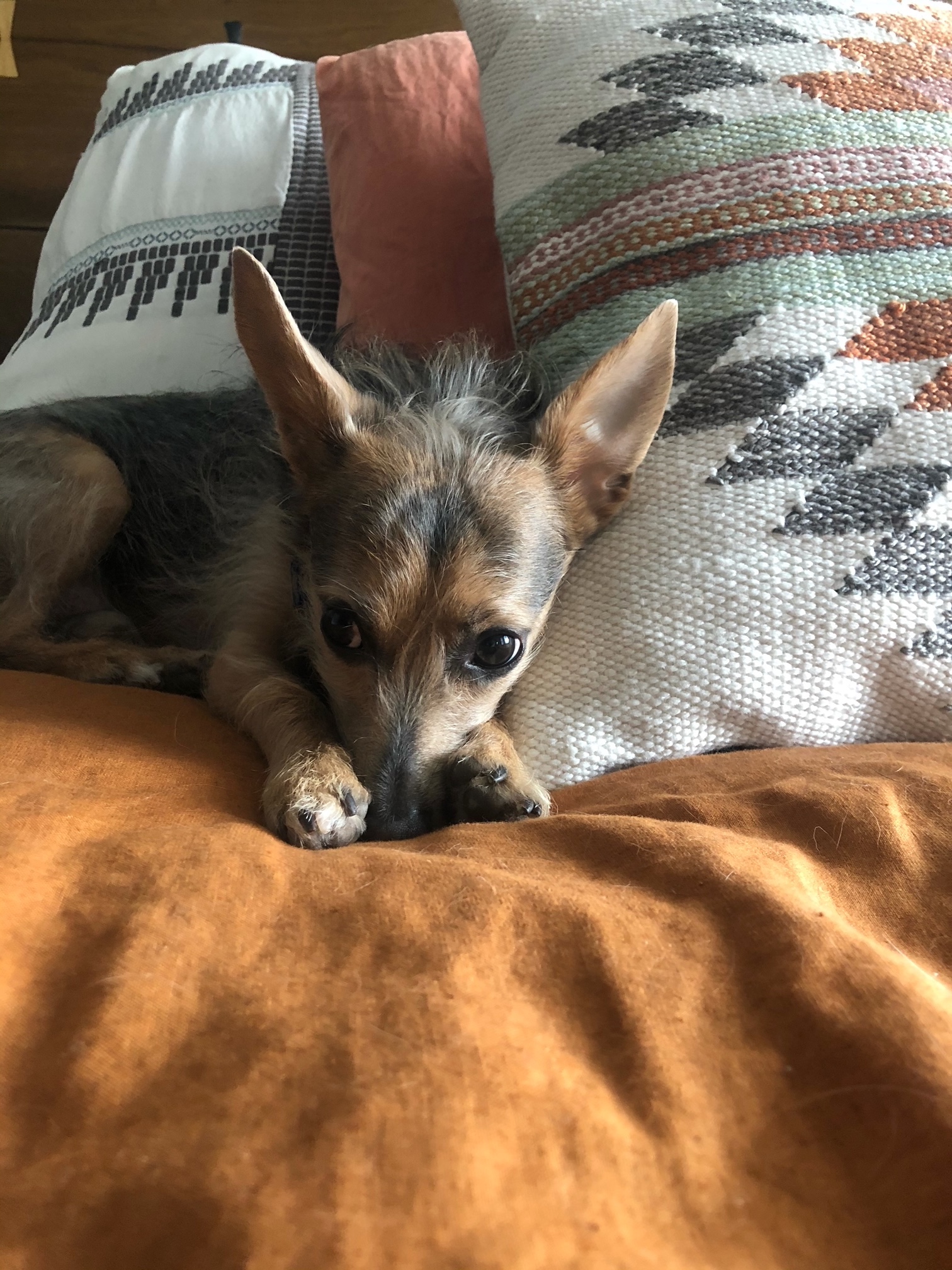 May Pet of the Month: Jerry - Urban Tailz