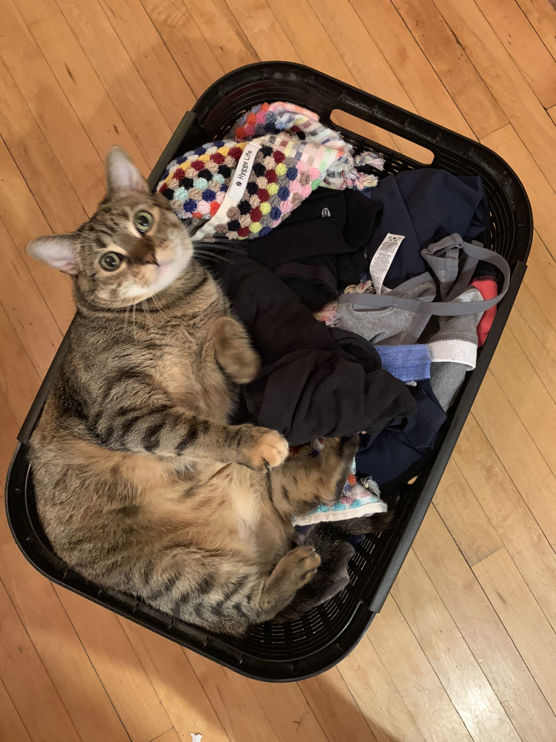 March Pets of the Month: Jingle Bell & Olive