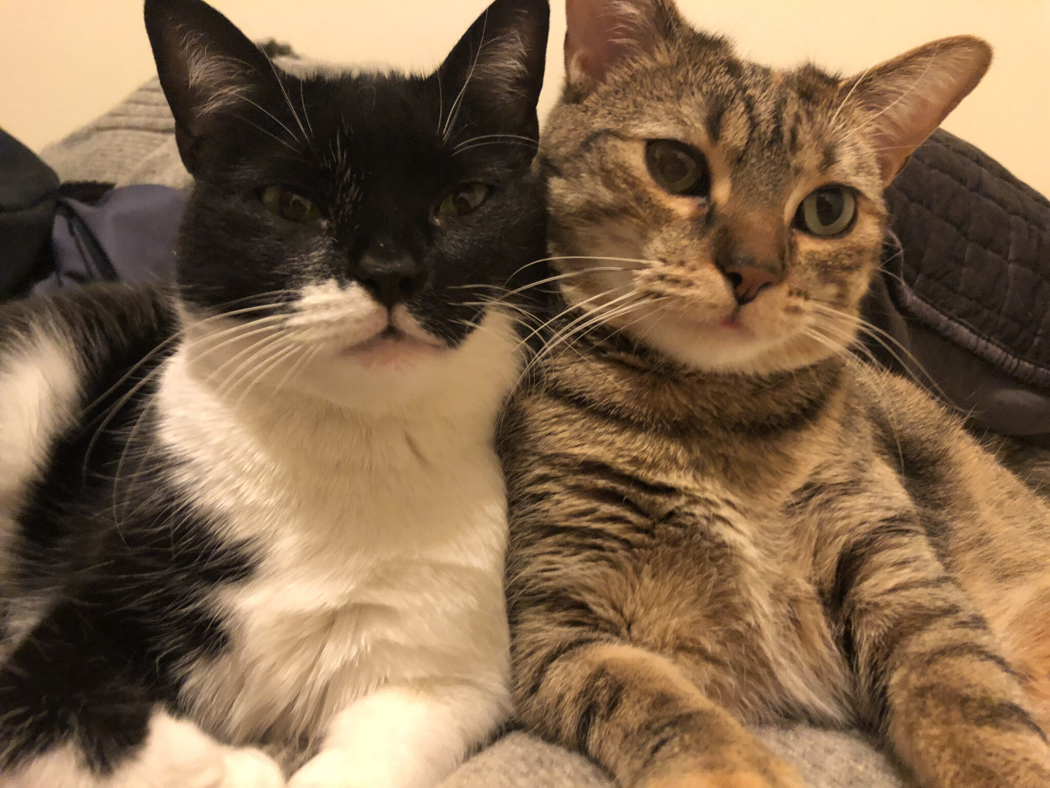 March Pets of the Month: Jingle Bell & Olive