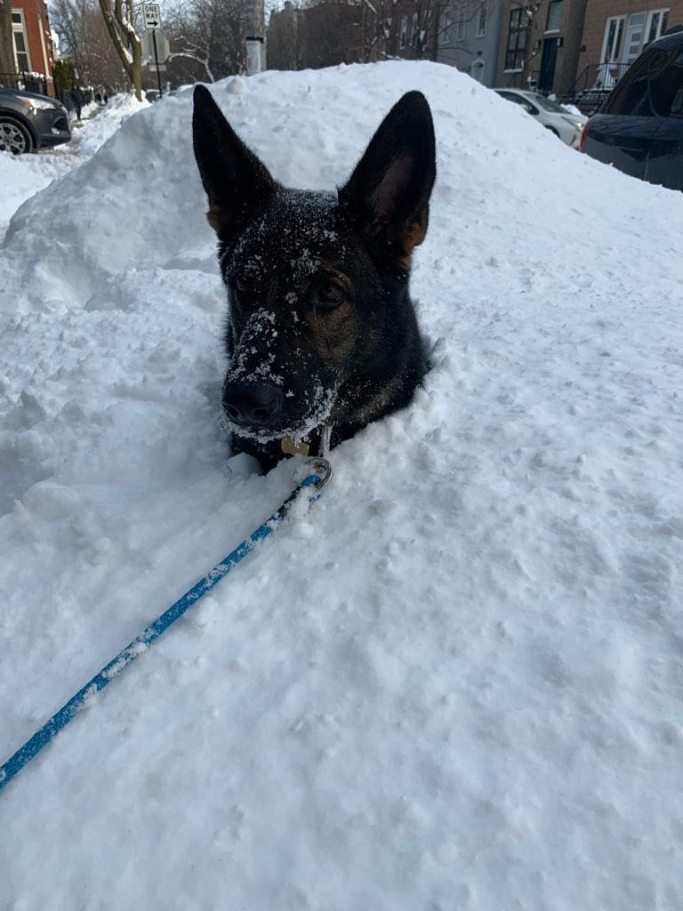 March Pet of the Month: Zizi - Urban Tailz: Chicago's Dog Walkers